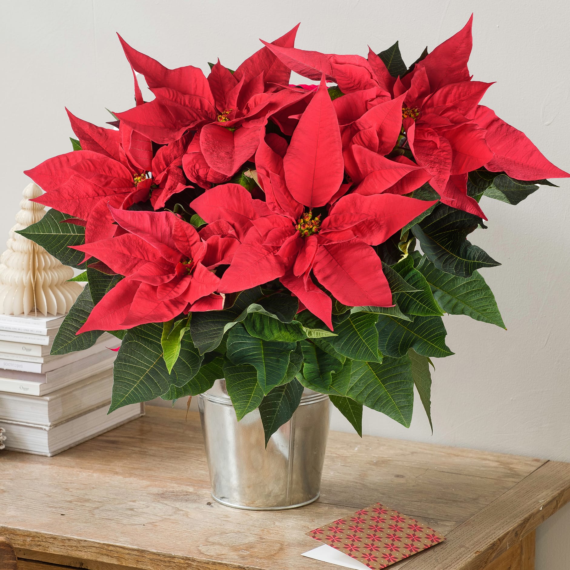 Come curare la Stella di Natale durante e dopo le feste | Interflora