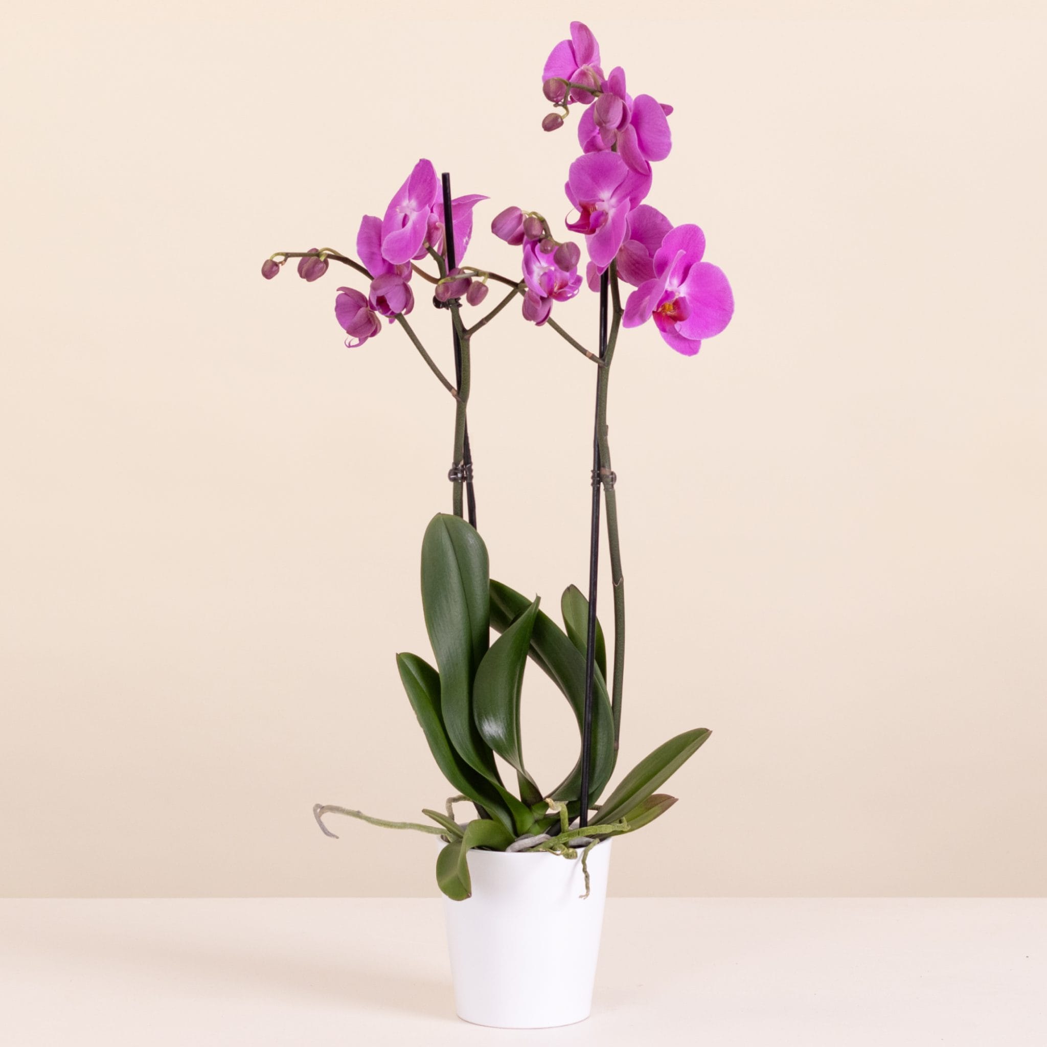 Guida alle orchidee: tutti i tipi e varietà | Interflora