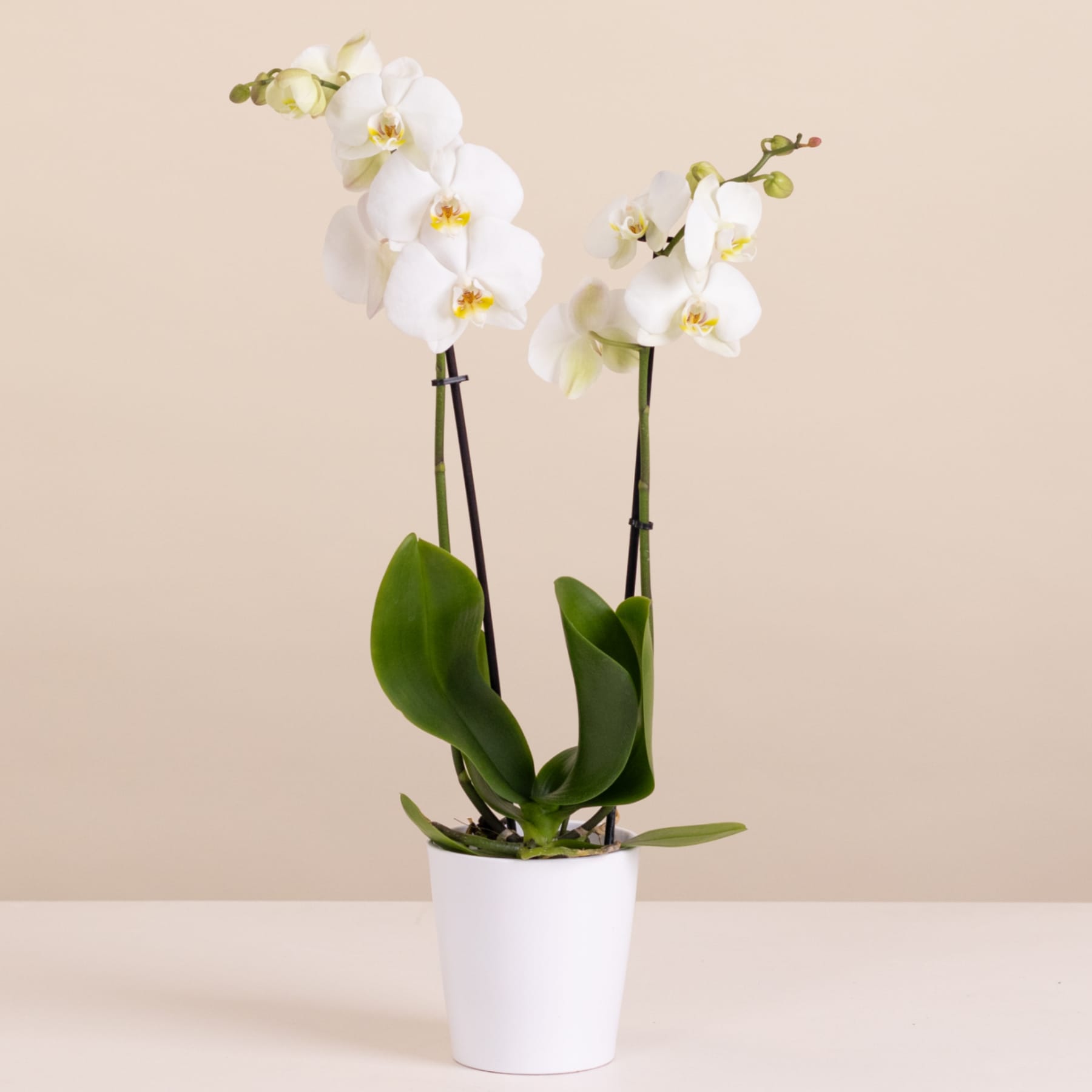 Il garofano comune (Dianthus Caryophyllus): coltivazione e cura ...