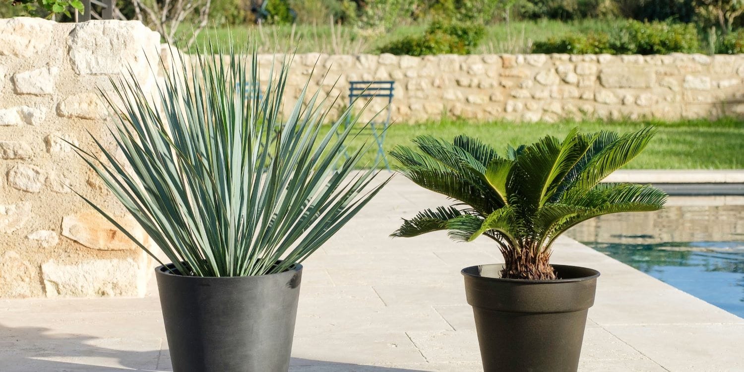 12 piante adatte alle zone in pieno sole e senza irrigazione | Interflora