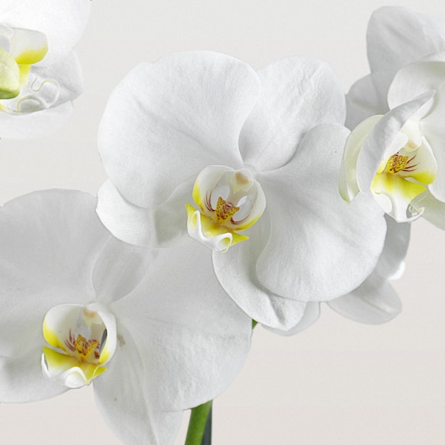 Orchidea bianca: orchidea pahalenopsis bianca in vaso | Interflora