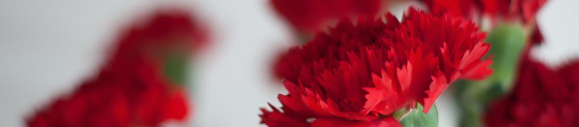 Garofano: significato e curiosità | Interflora