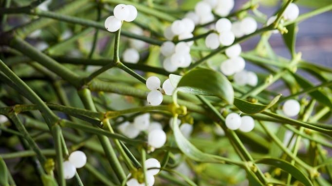 Linguaggio del vischio: significato e curiosità