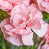 Garofano: significato e curiosità | Interflora