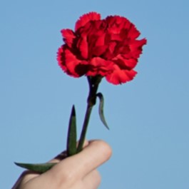 Garofano: significato e curiosità | Interflora