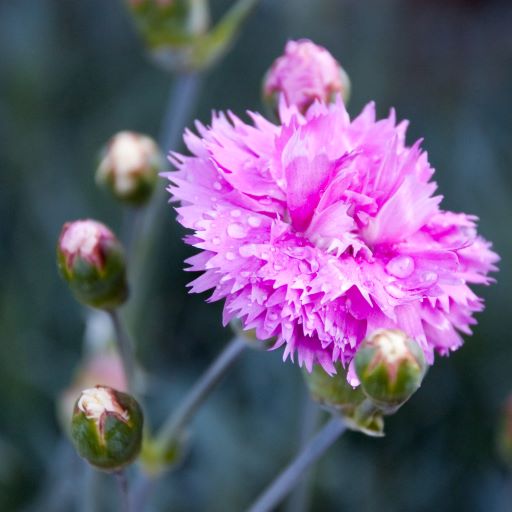 Garofano: significato e curiosità | Interflora