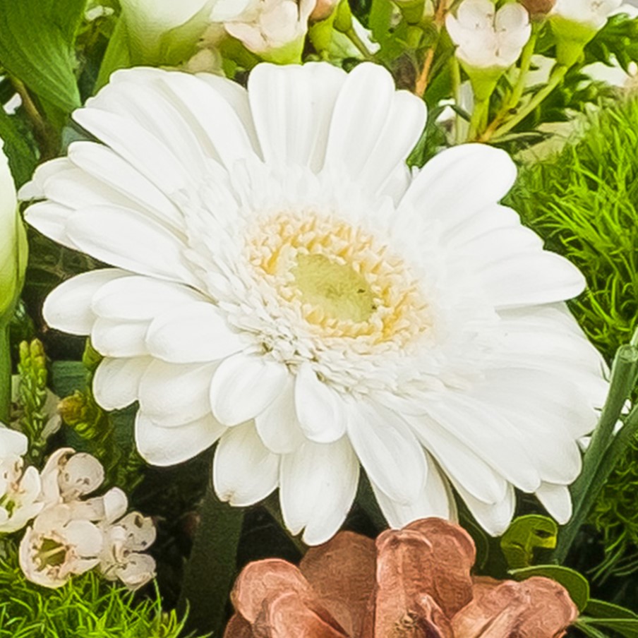 Significato delle gerbere in base al colore - Interflora