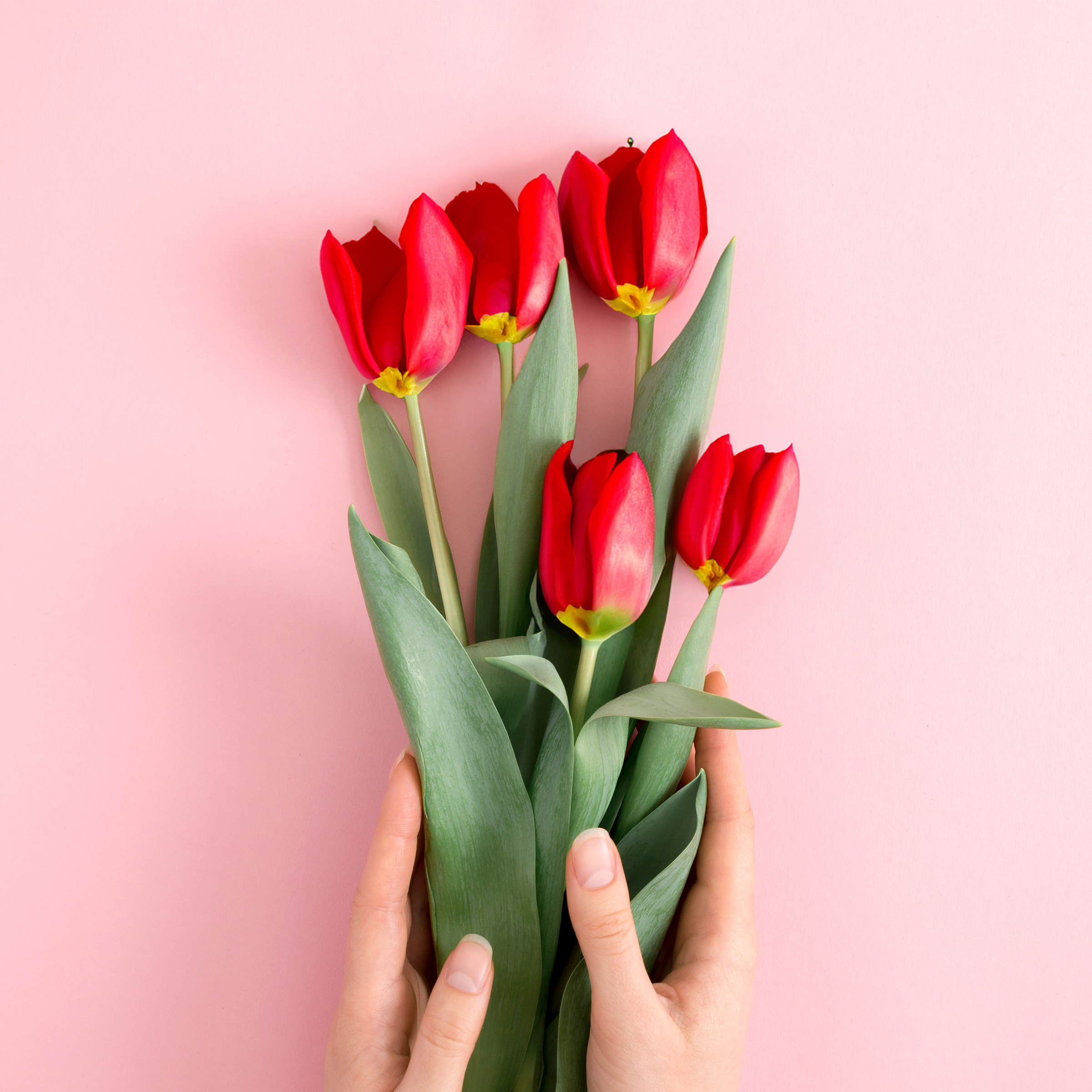 Significato dei tulipani - Interflora
