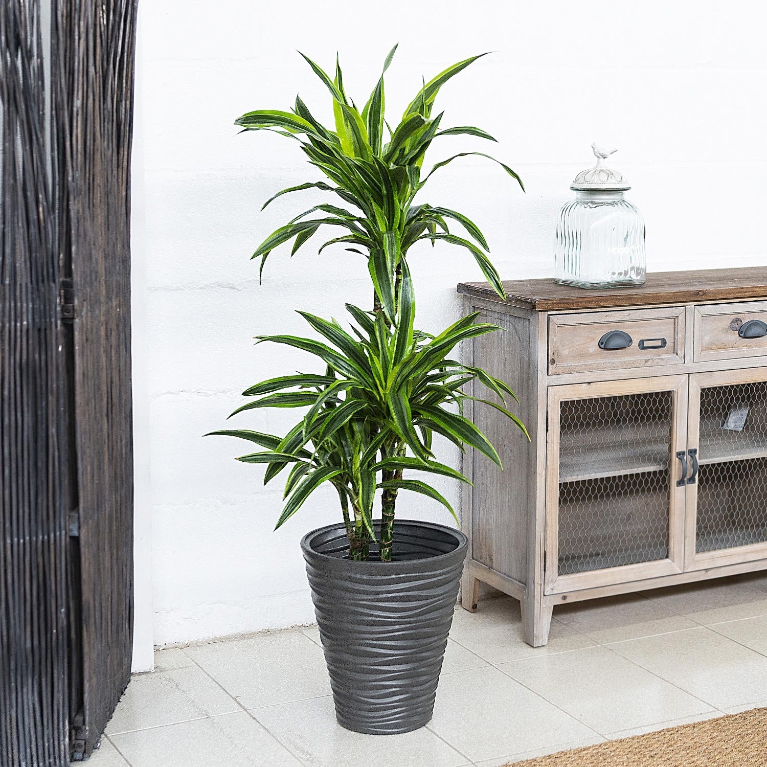 Plantas para Regalar | Plants & Greens - Interflora
